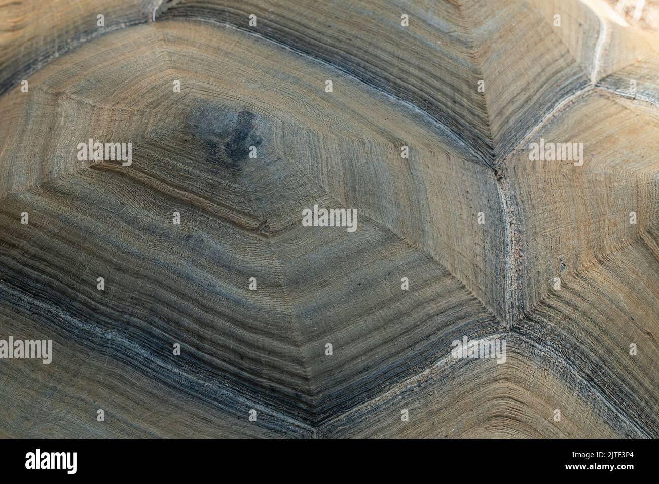 A close up image of an Aldabra giant tortoise shell, the Jerusalem ...