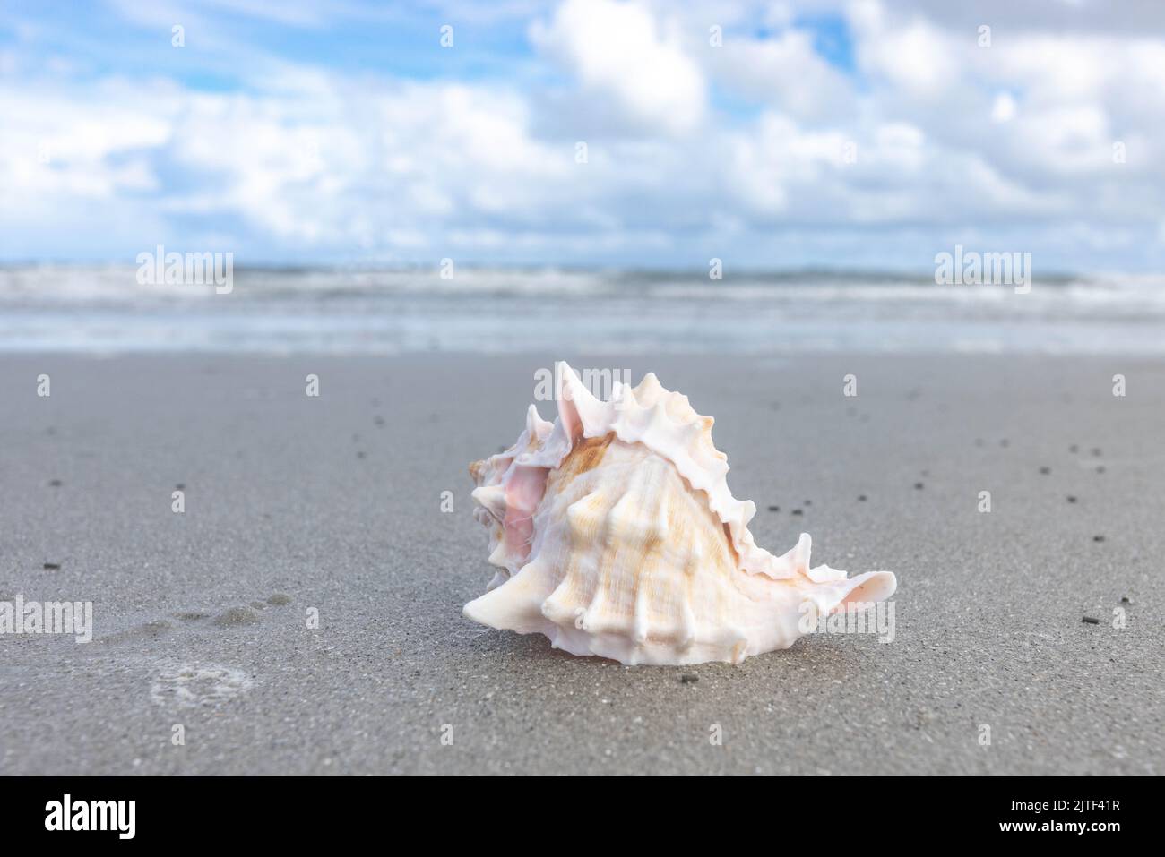A sea shell sits in the sand of the beach as the ocean waves wash ...