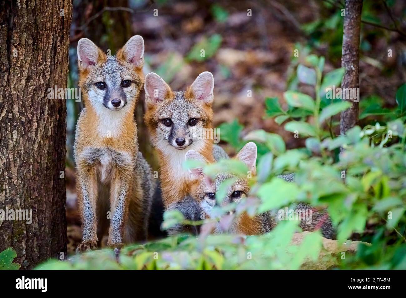 Three Juvenile Gray Fox Kits (Urocyon cinereoargenteus) in a forest ...