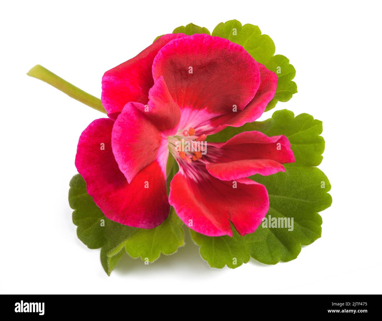 Red pelargonium flower isolated on white background Stock Photo - Alamy