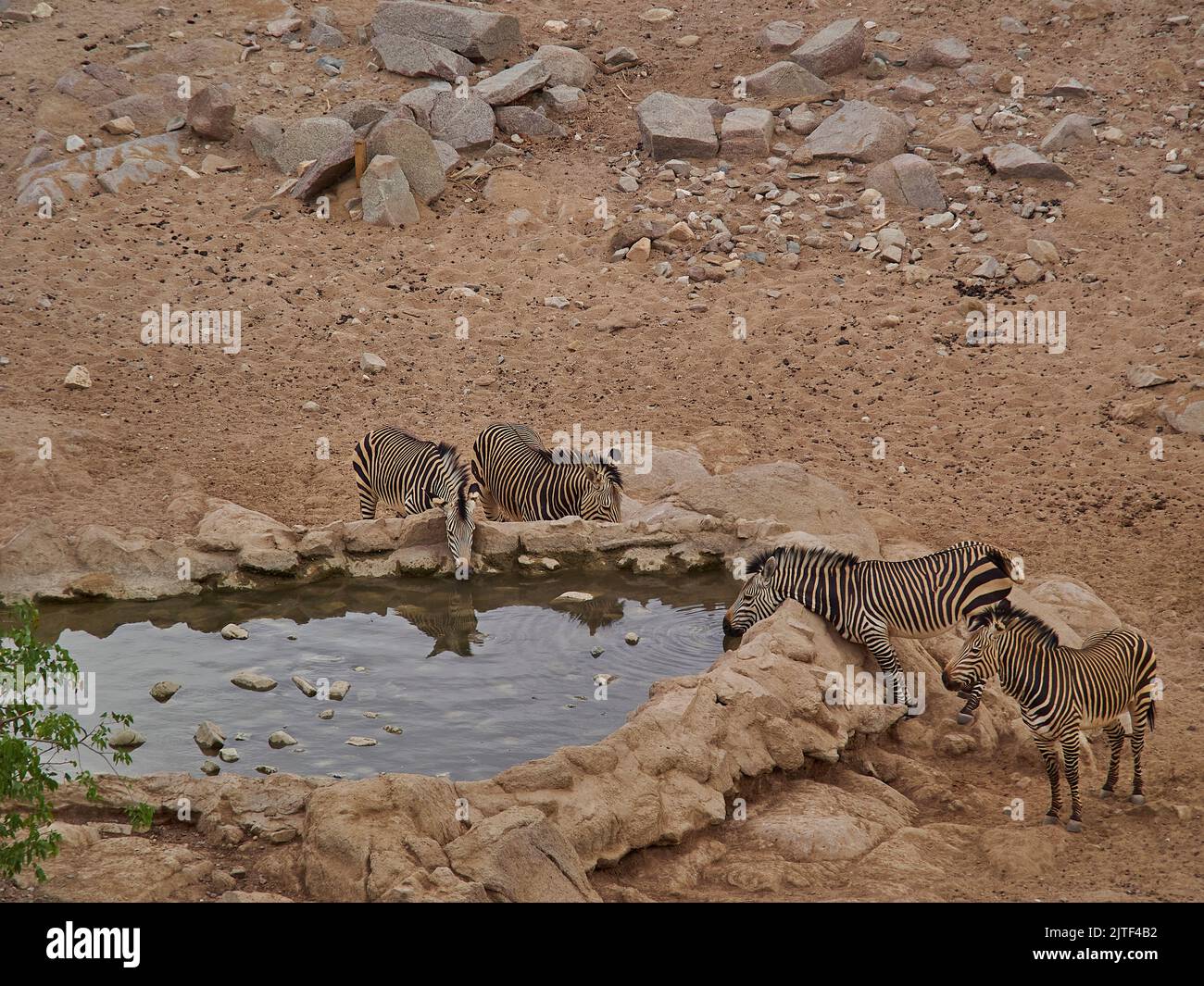 Hartmanns Mountain Zebra drinking at a water hole in the Damaraland in ...