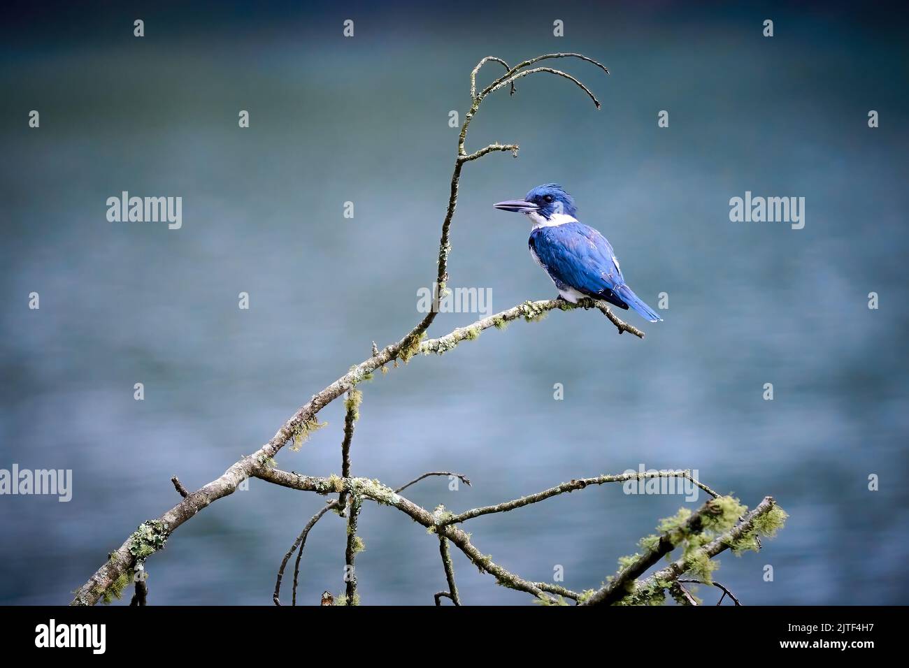 Male Belted Kingfisher (Megaceryle alcyon) perched on a dead branch at ...