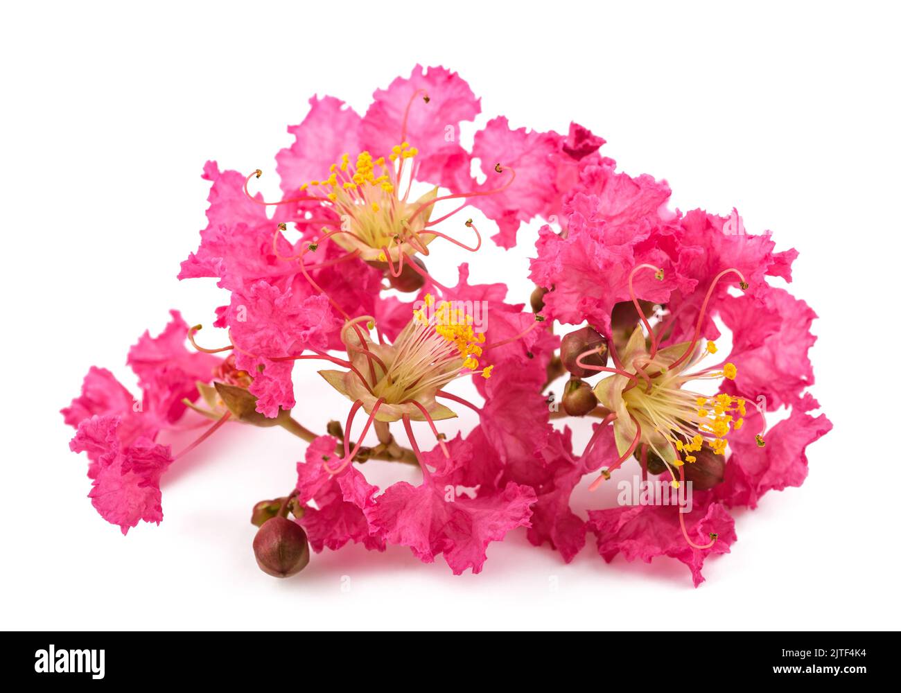 Crape myrtle flowers isolated on white background Stock Photo - Alamy