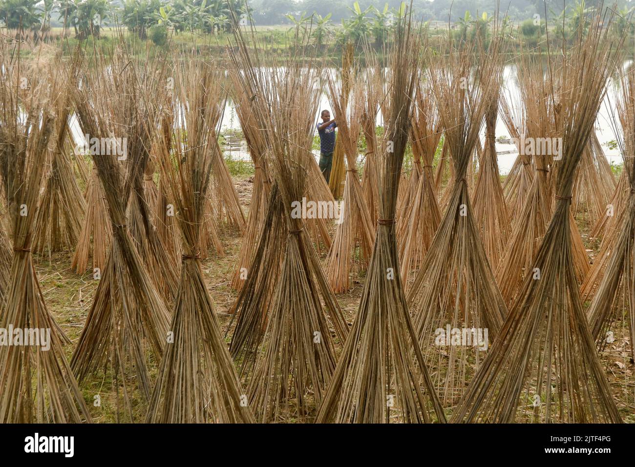Dhaka, Dhaka, Bangladesh. 30th Aug, 2022. A farmer processes raw jute ...