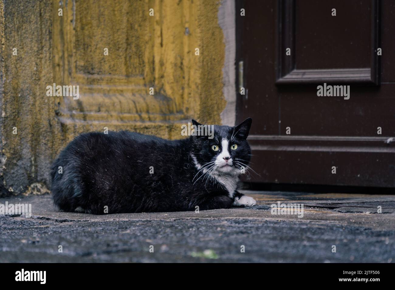 a fat cat lying in front of a door Stock Photo - Alamy