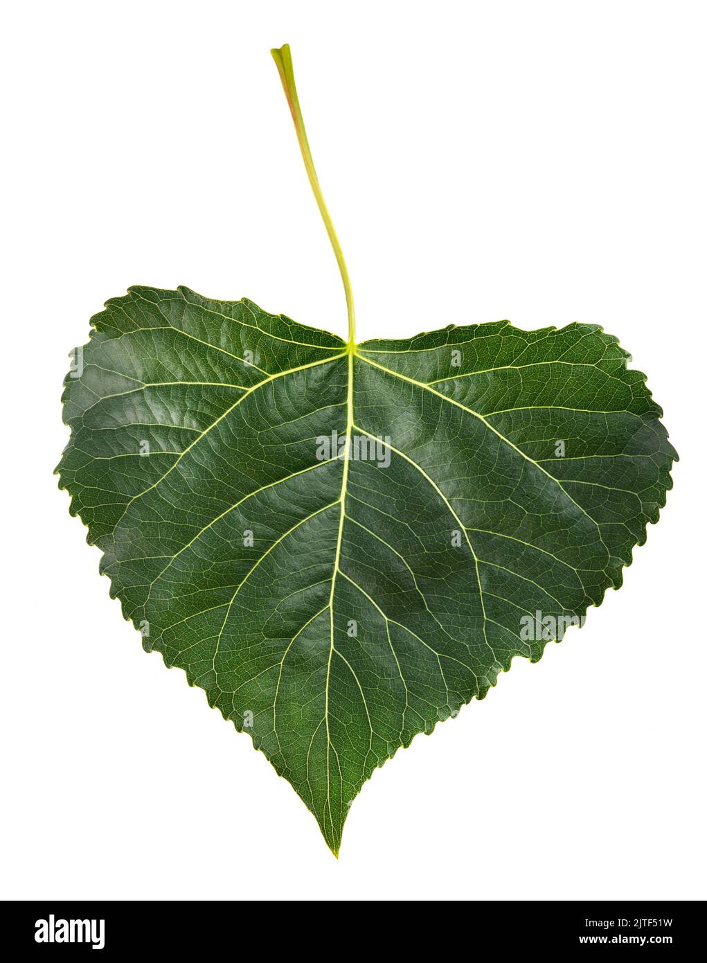 Black cottonwood hi-res stock photography and images - Alamy