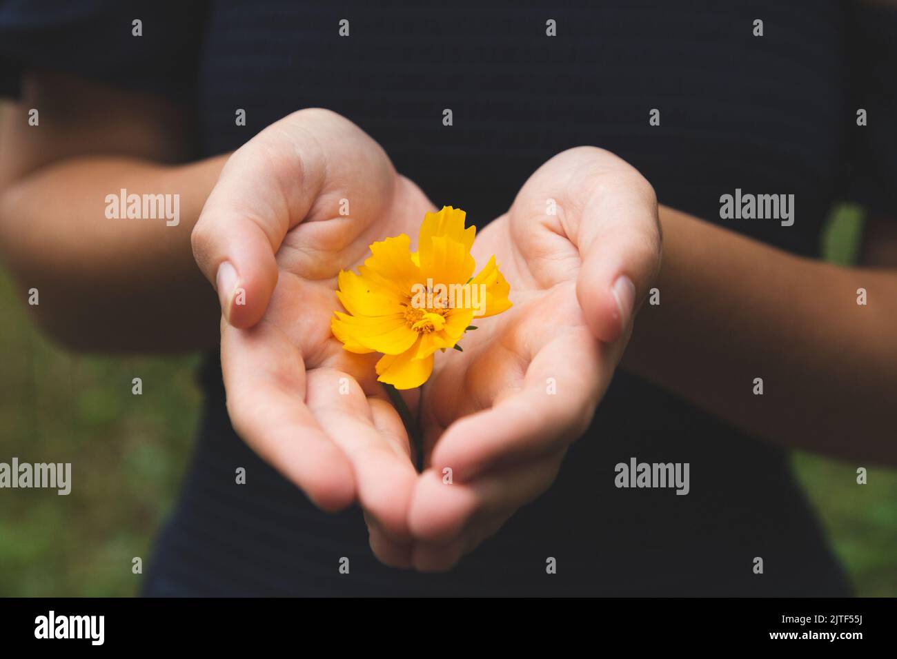 Yellow flower in hand hi-res stock photography and images - Alamy