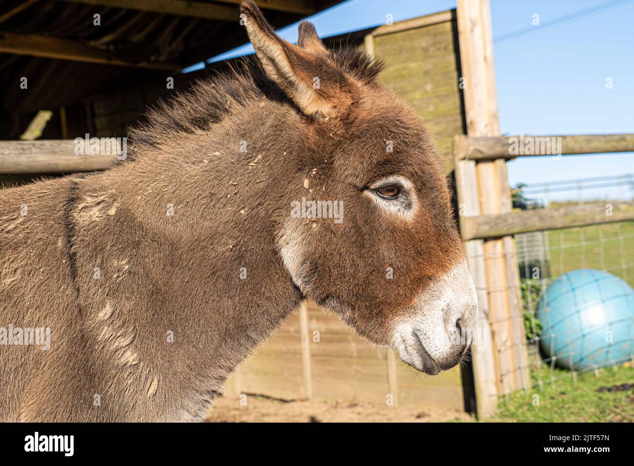 Close up of Donkey Ass head and eye right hand side profile Portrait ...