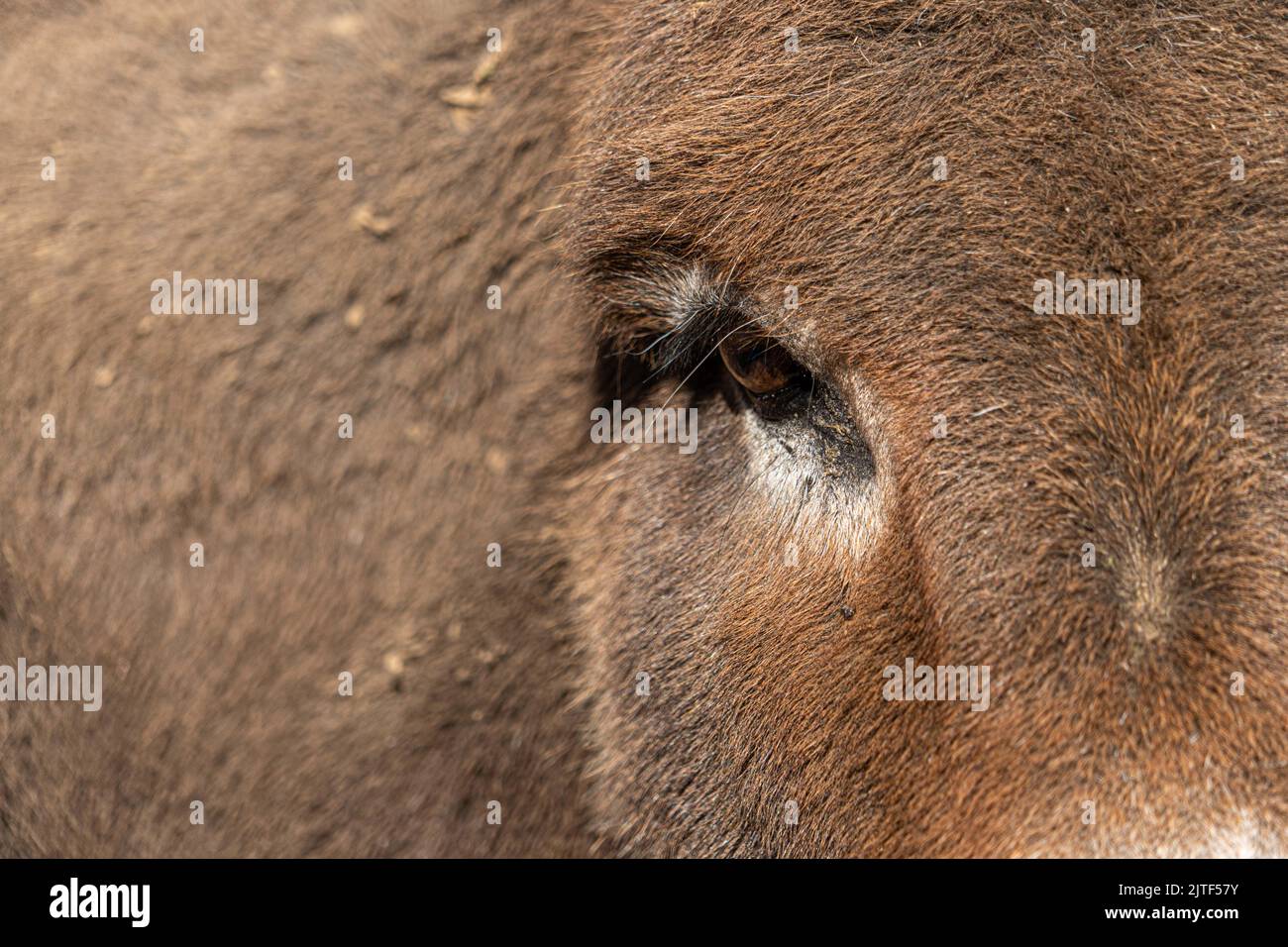 Close up of Donkey Ass head and eye right hand side profile Portrait ...