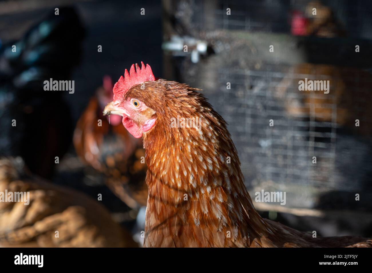 Close up low level portrait view of chicken head showing eye and crown ...