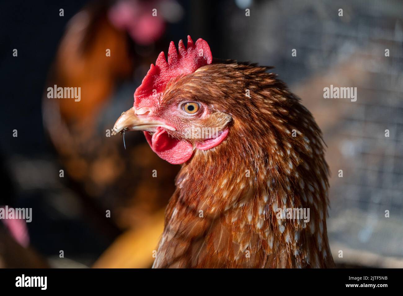 Close up low level portrait view of chicken head showing eye and crown ...
