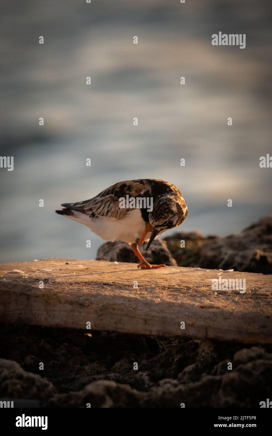 A Vertical Of A Ruddy Turnstone Bird Perched On A Wood Stick On A Beach
