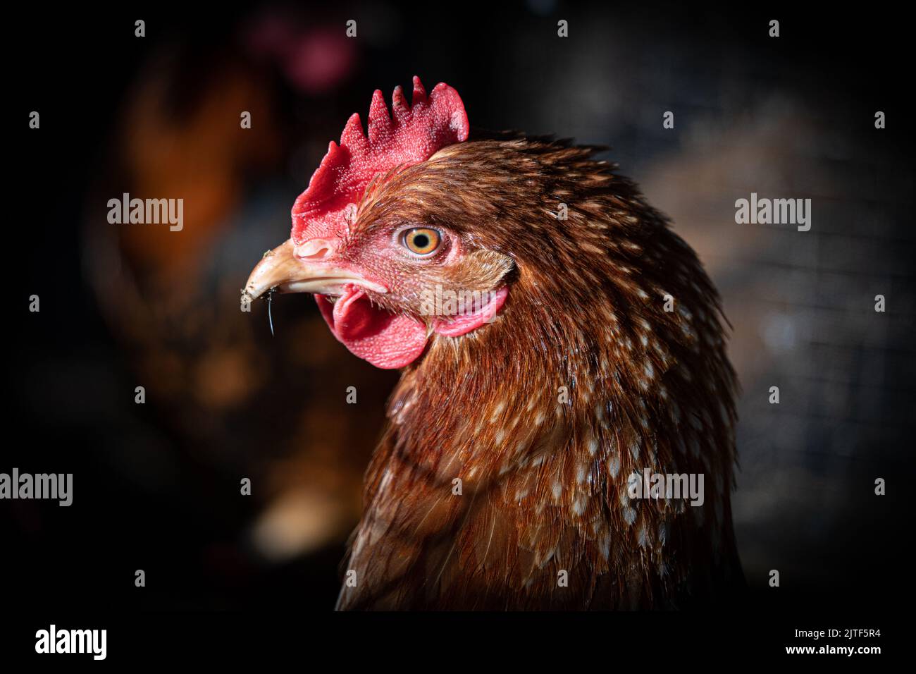Close up low level portrait view of chicken head showing eye and crown ...