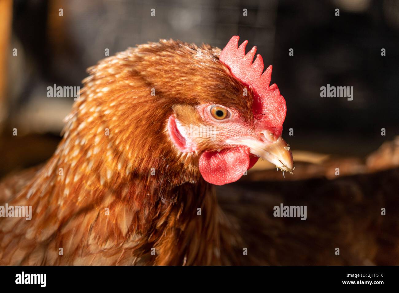 Close up low level portrait view of chicken head showing eye and crown ...