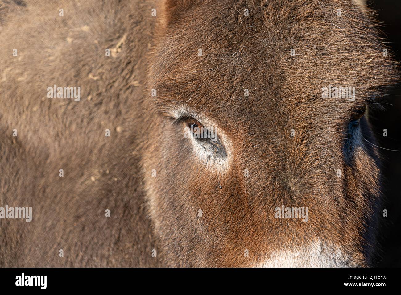 Close up of Donkey Ass head and eye right hand side profile Portrait ...