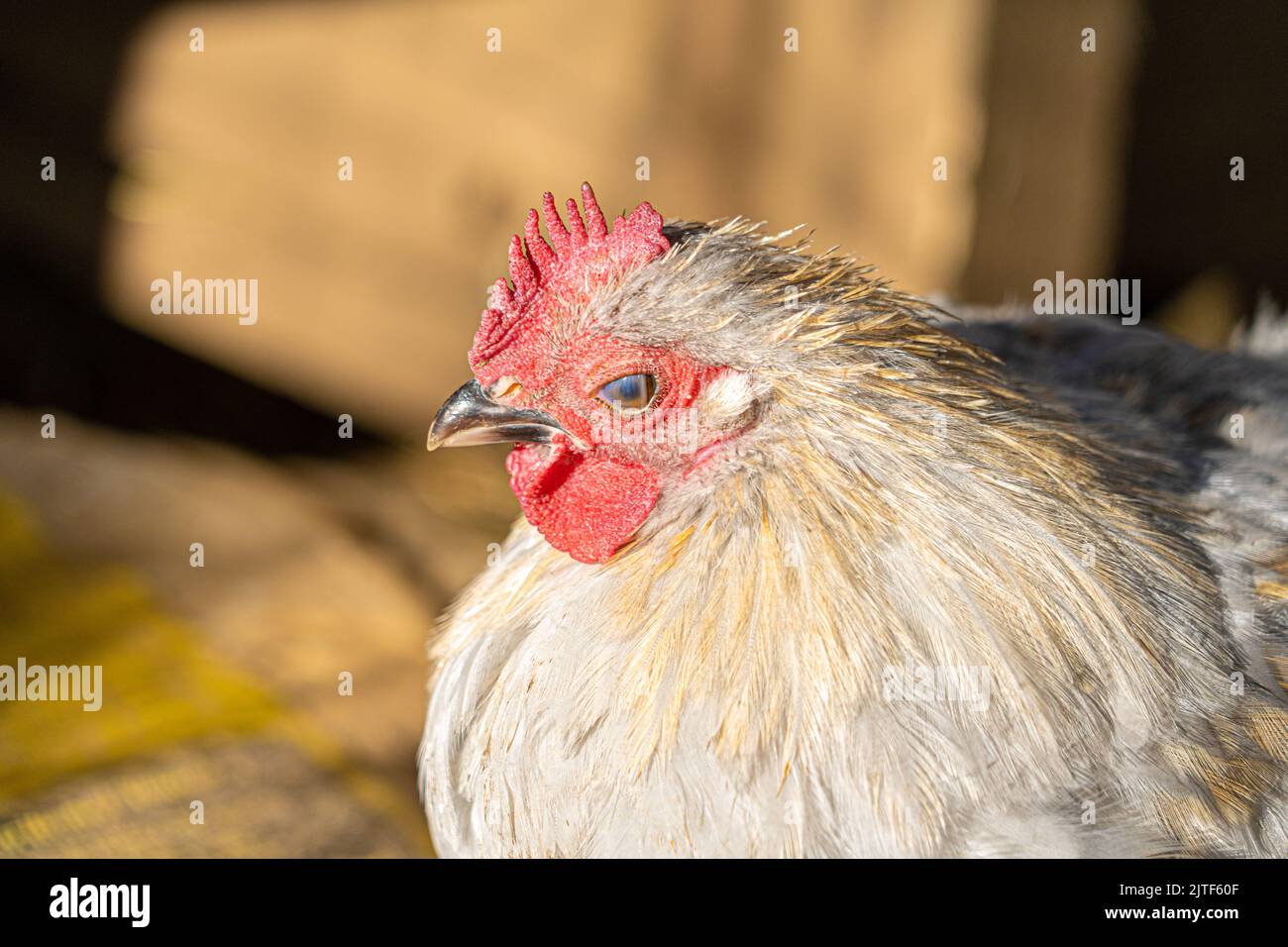 Close up low level portrait view of chicken head showing eye and crown ...