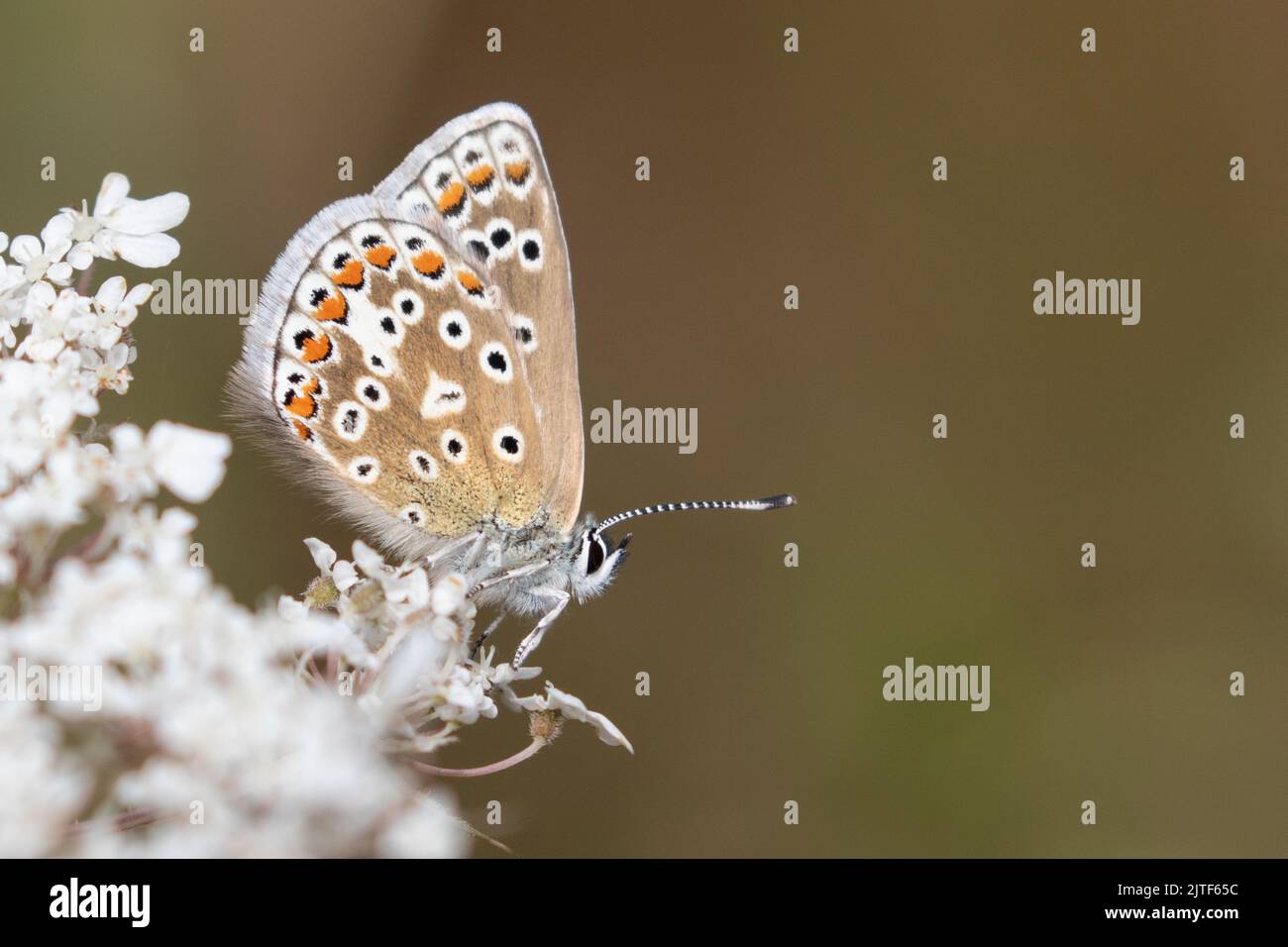 Common blue butterfly Stock Photo - Alamy
