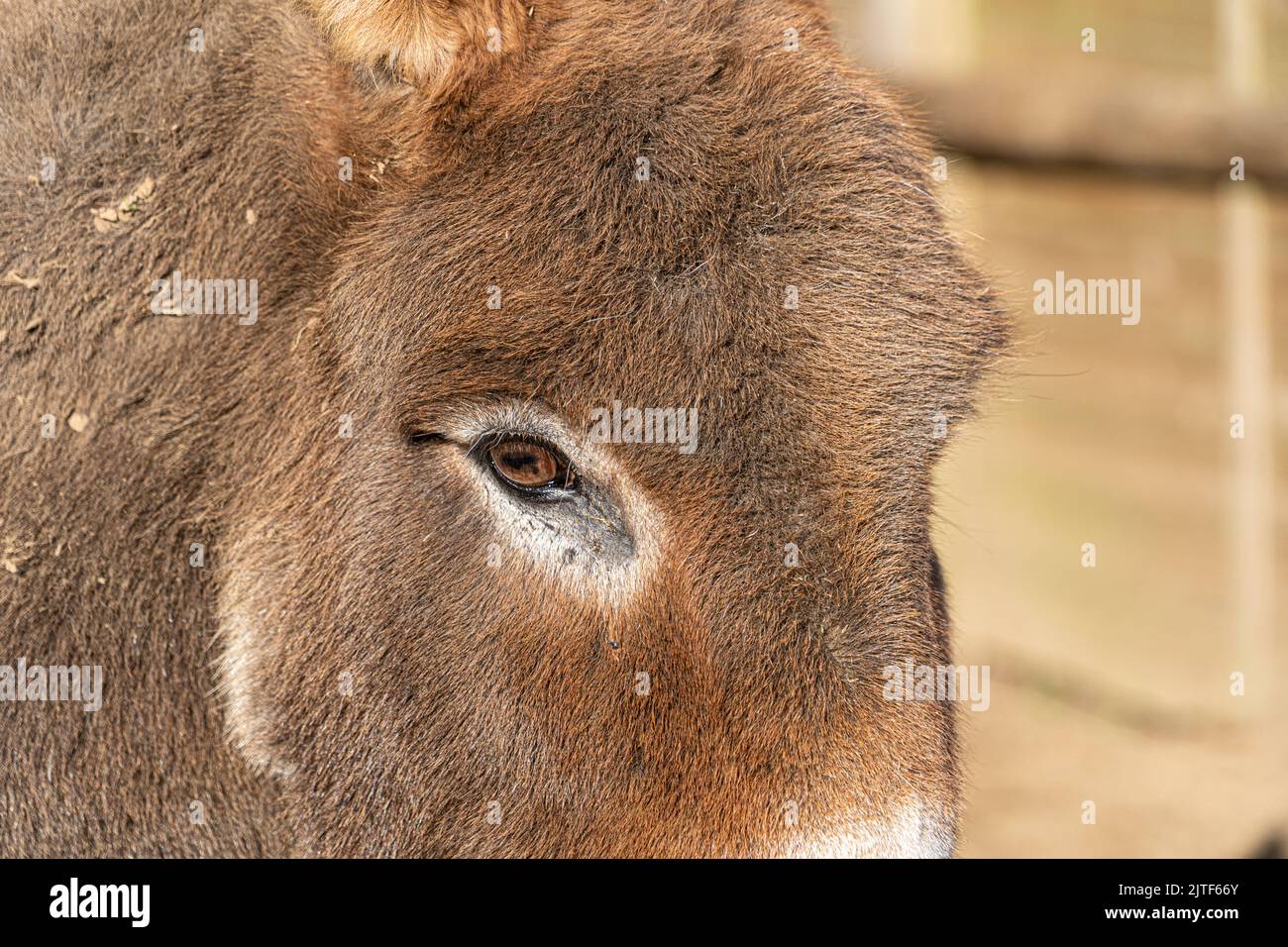 Close up of Donkey Ass head and eye right hand side profile Portrait ...