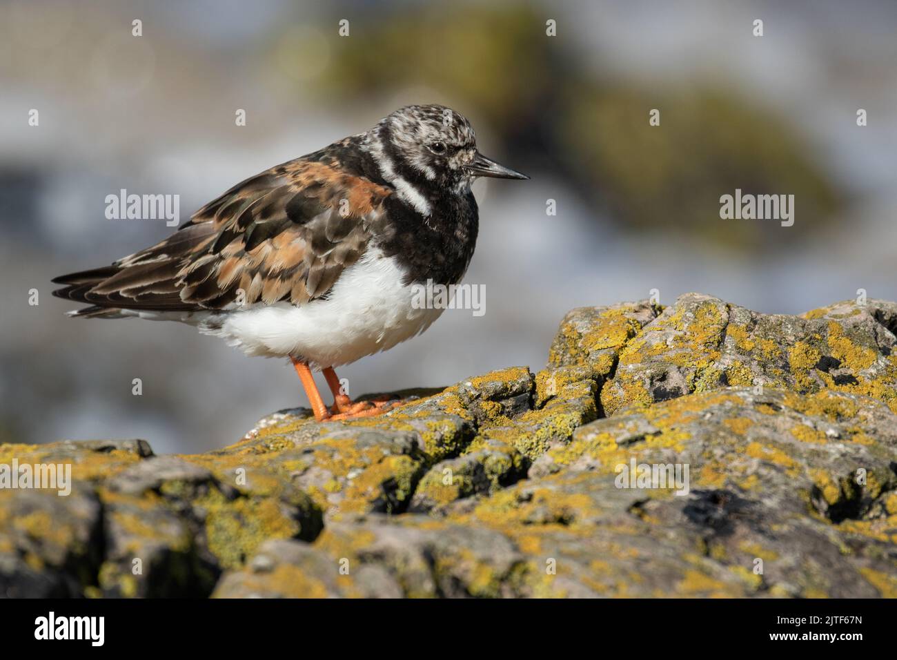 Turnstone summer plumage hi-res stock photography and images - Alamy