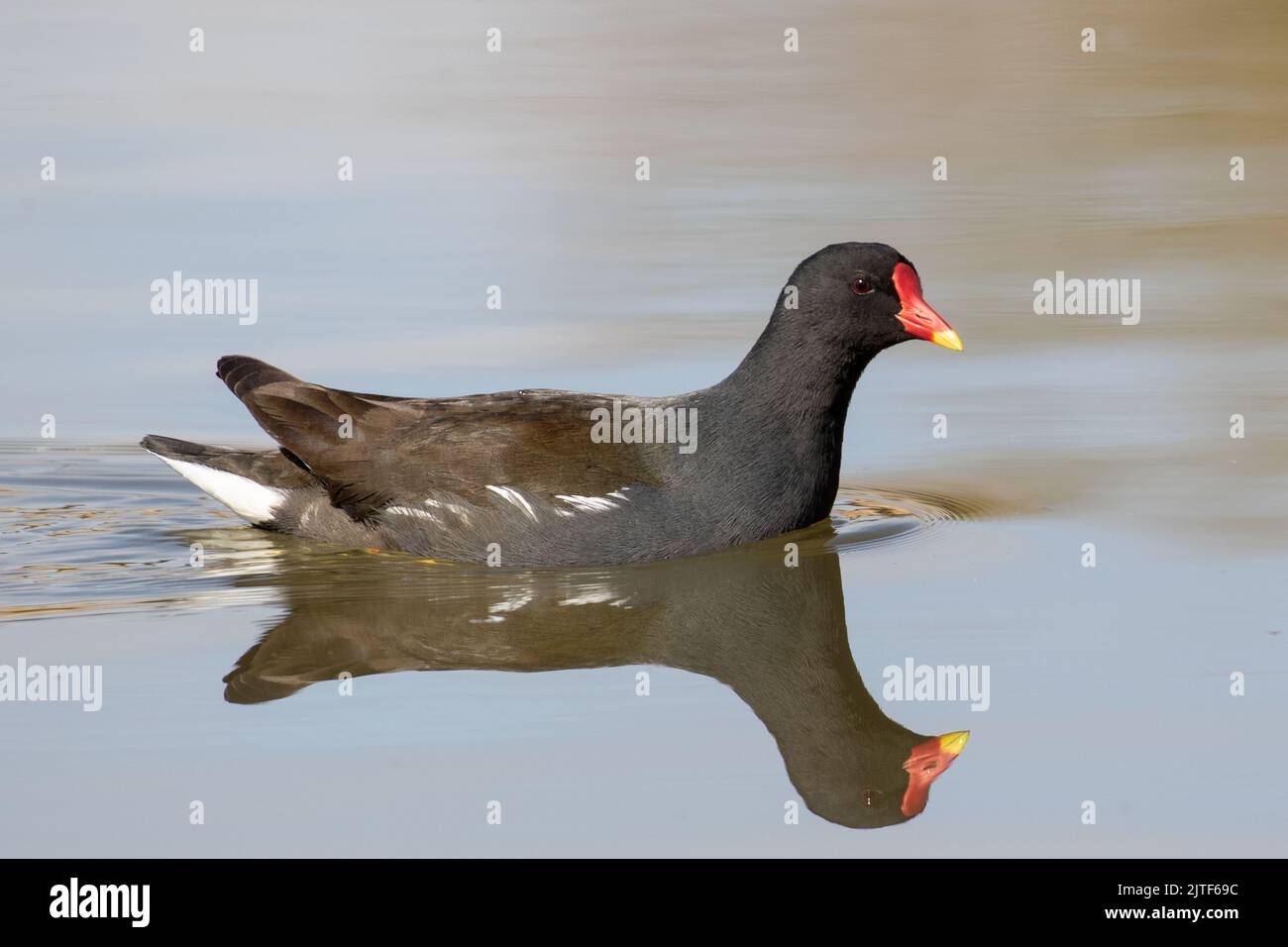 Reflection moorhen hi-res stock photography and images - Alamy