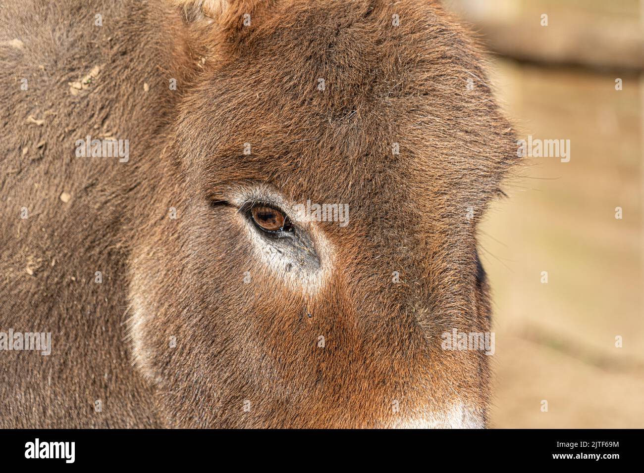 Close up of Donkey Ass head and eye right hand side profile Portrait ...
