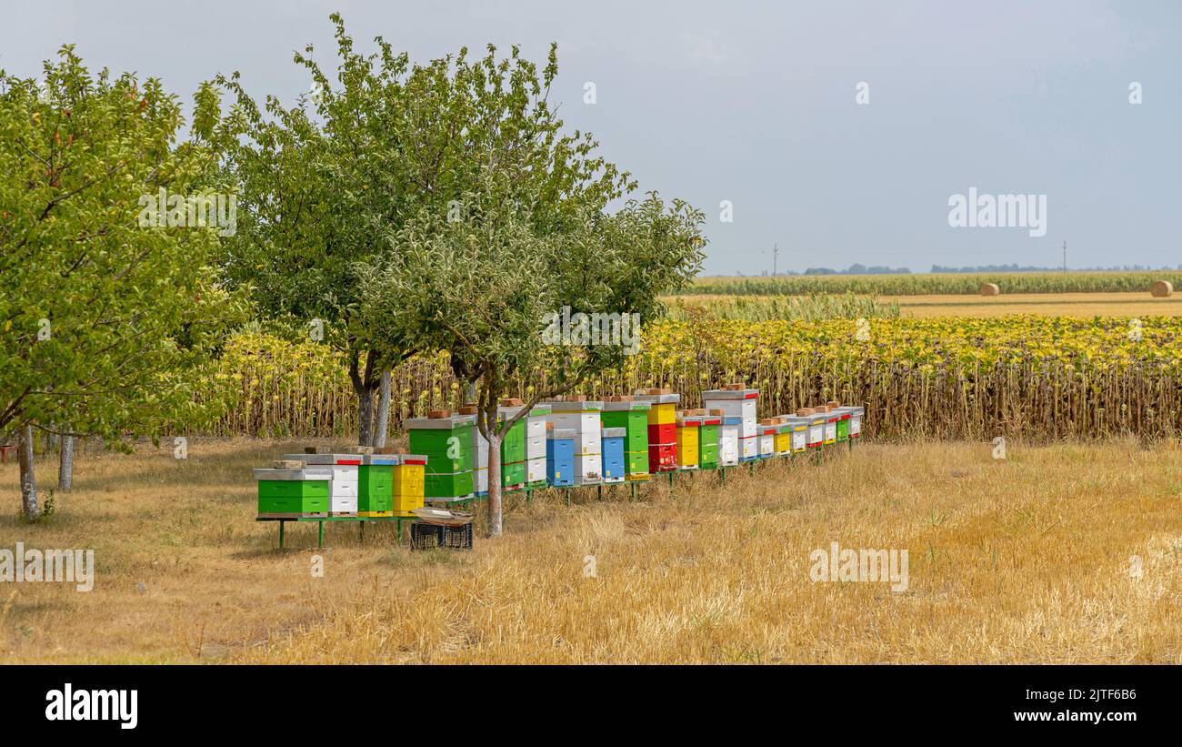Colourful Beehives Boxes in Agriculture Field Summer Day Stock Photo ...