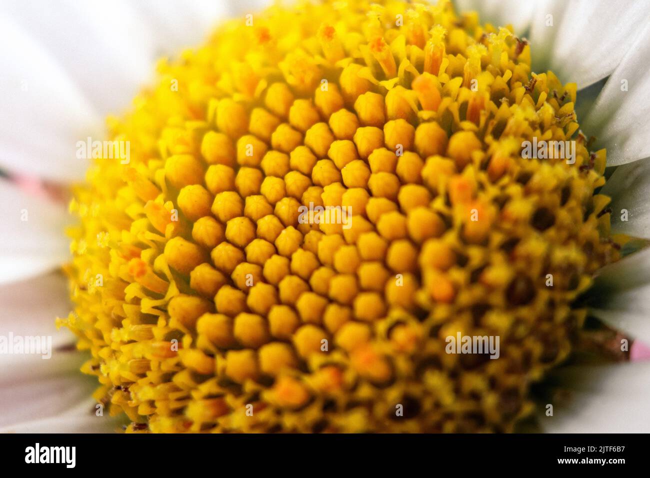 Close up of flower Stock Photo - Alamy
