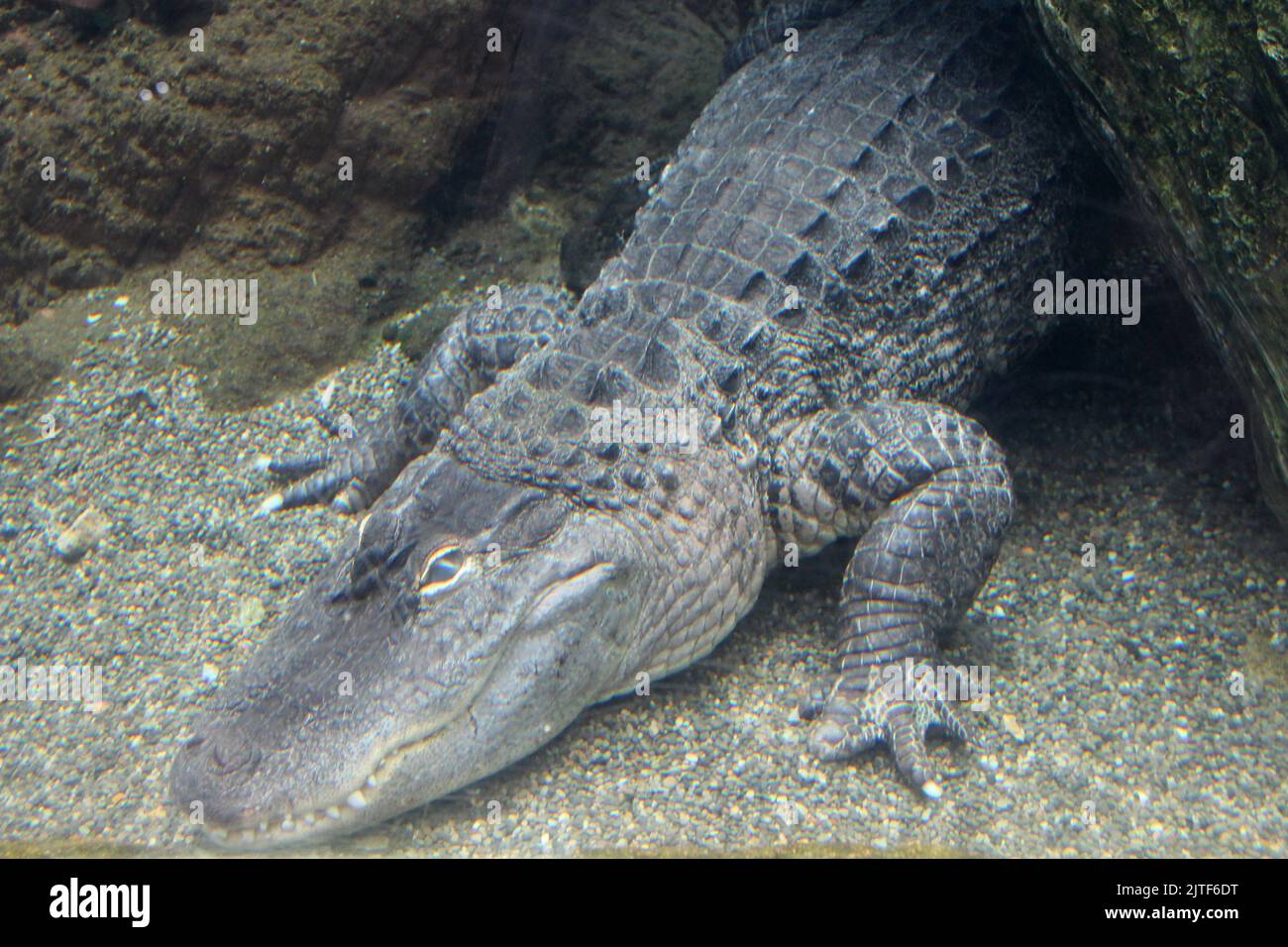 american alligator in a zoo in osaka (japan Stock Photo - Alamy