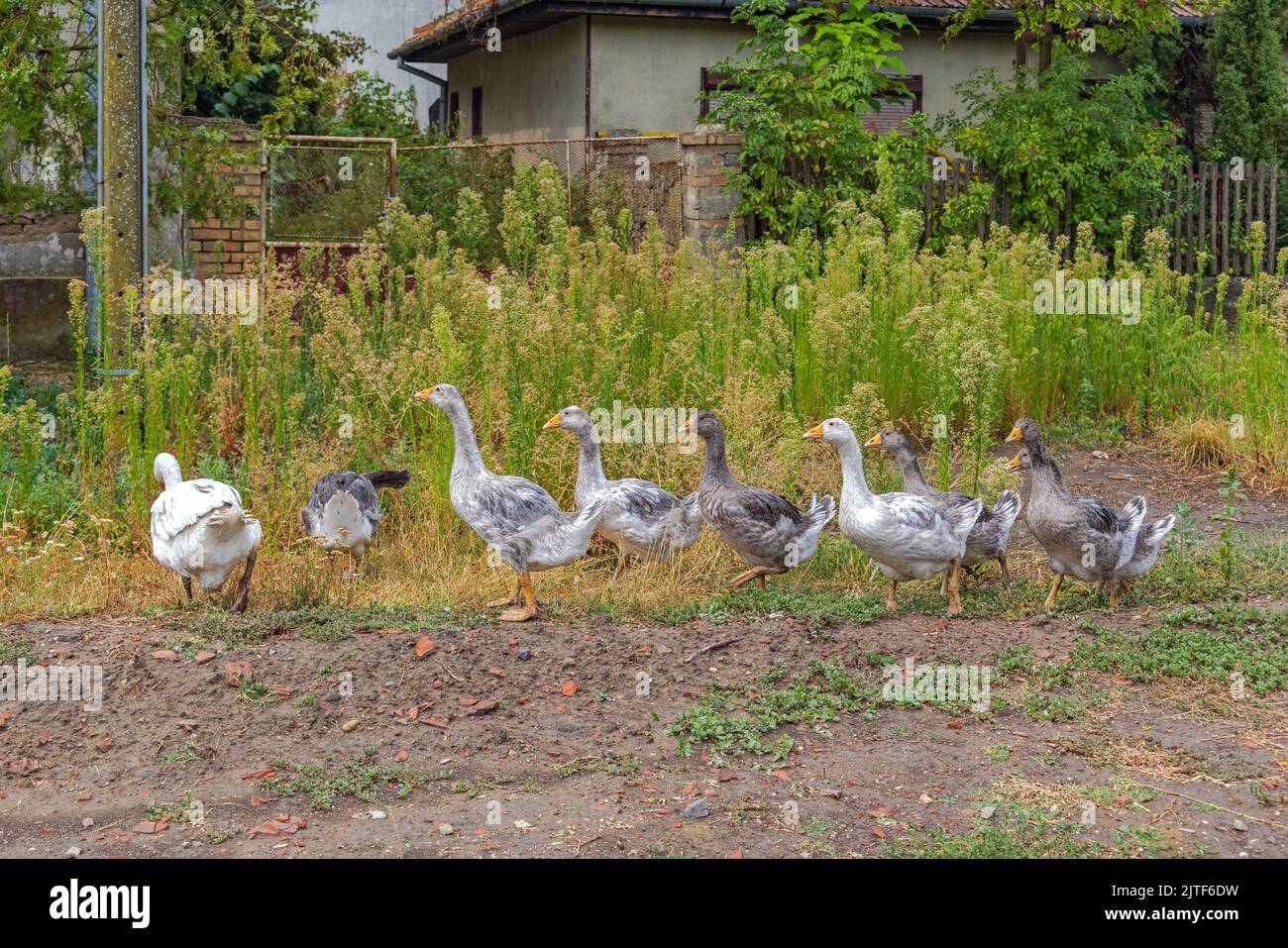 Gaggle geese walking in hi-res stock photography and images - Alamy