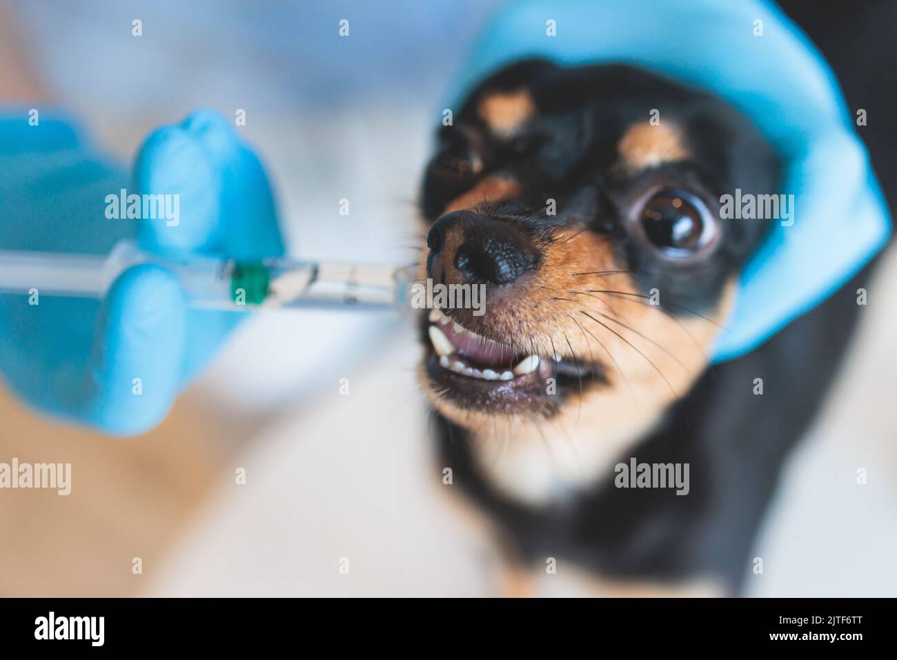 Process of giving a medicine injection to a small breed dog with a ...