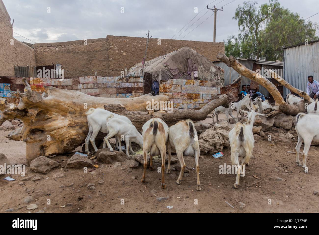 HARGEISA, SOMALILAND - APRIL 15, 2019: Goats in Hargeisa, capital of ...