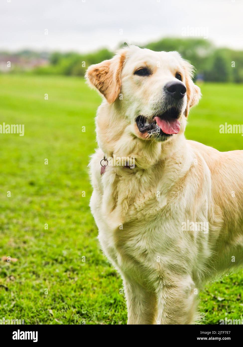One year old golden retriever hi-res stock photography and images - Alamy