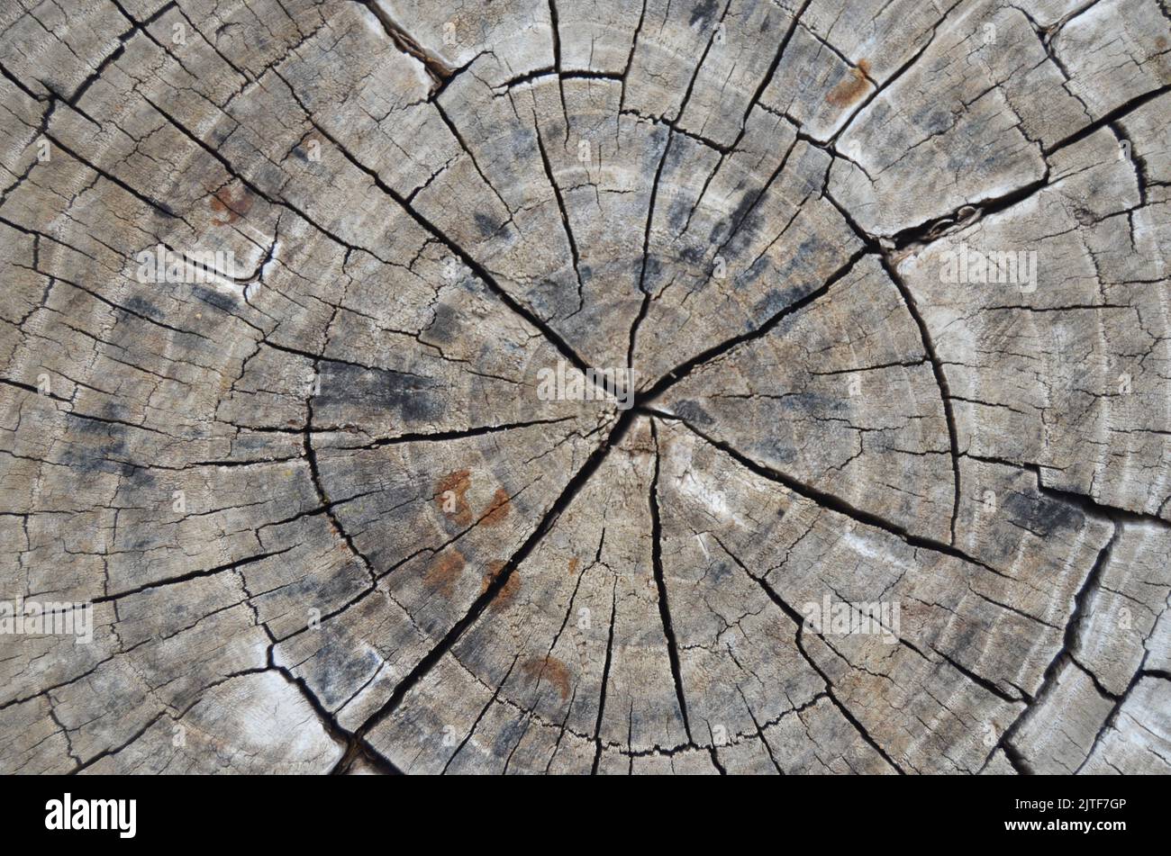 dry and cracked tree stump close-up Stock Photo - Alamy