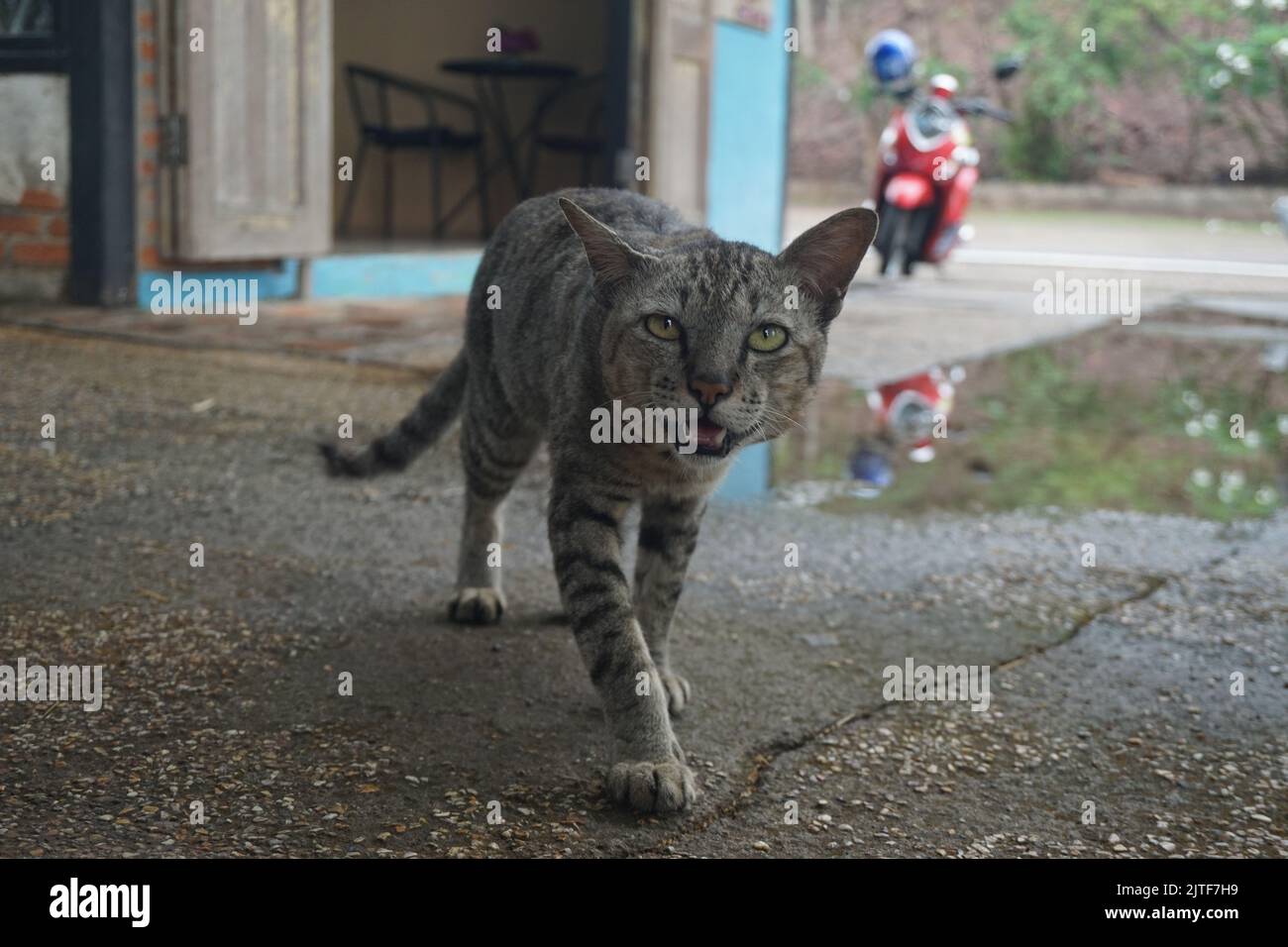 Dark gray tabby cat meowing at the camera Stock Photo - Alamy