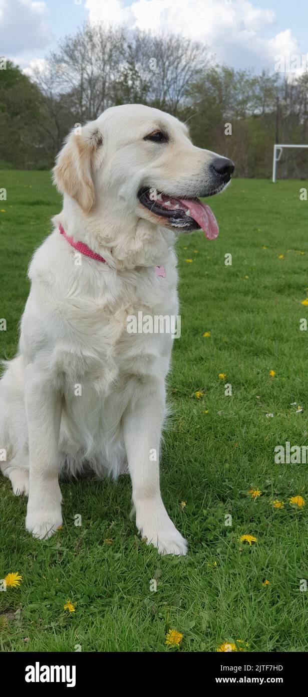 One year old golden retriever hi-res stock photography and images - Alamy