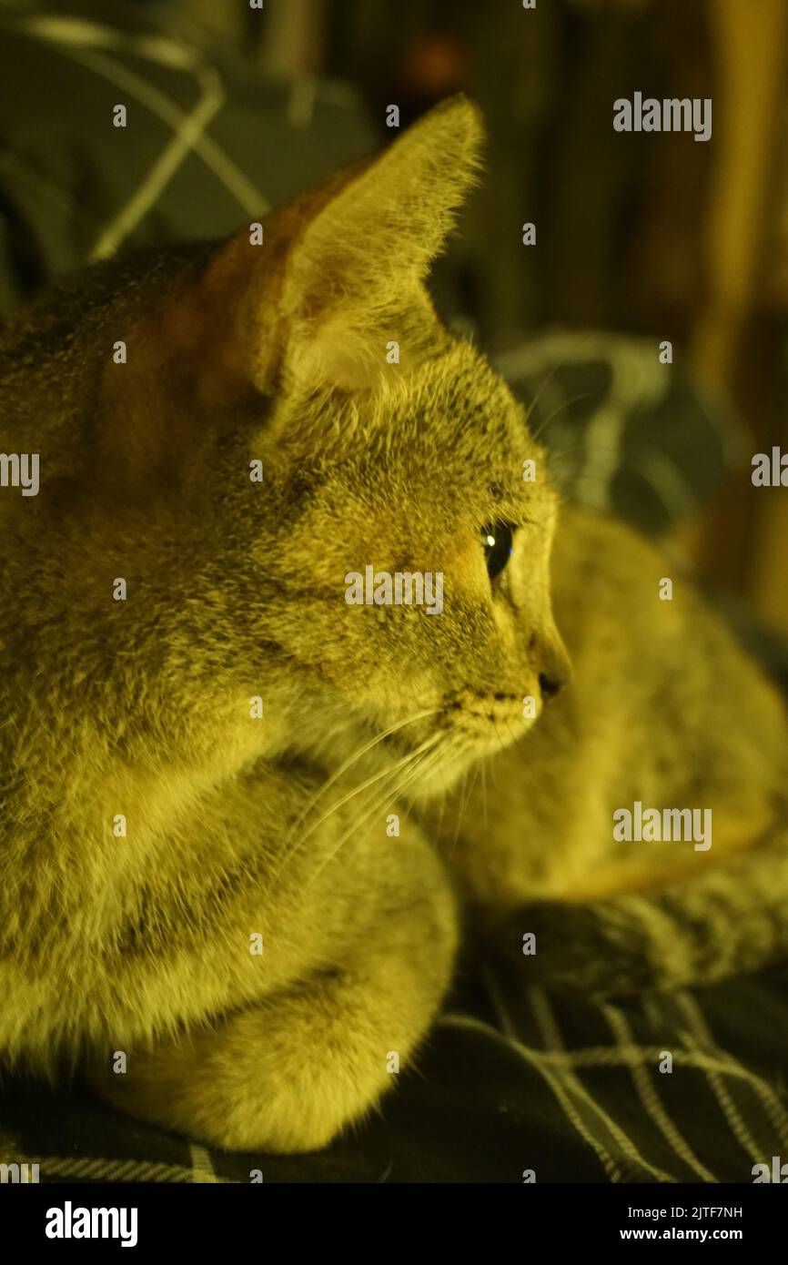 A gray tabby cat dreaming in yellow light Stock Photo - Alamy