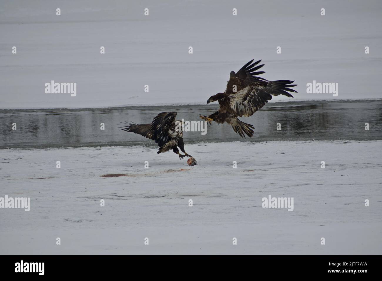 Two eagles fighting over food hi-res stock photography and images - Alamy