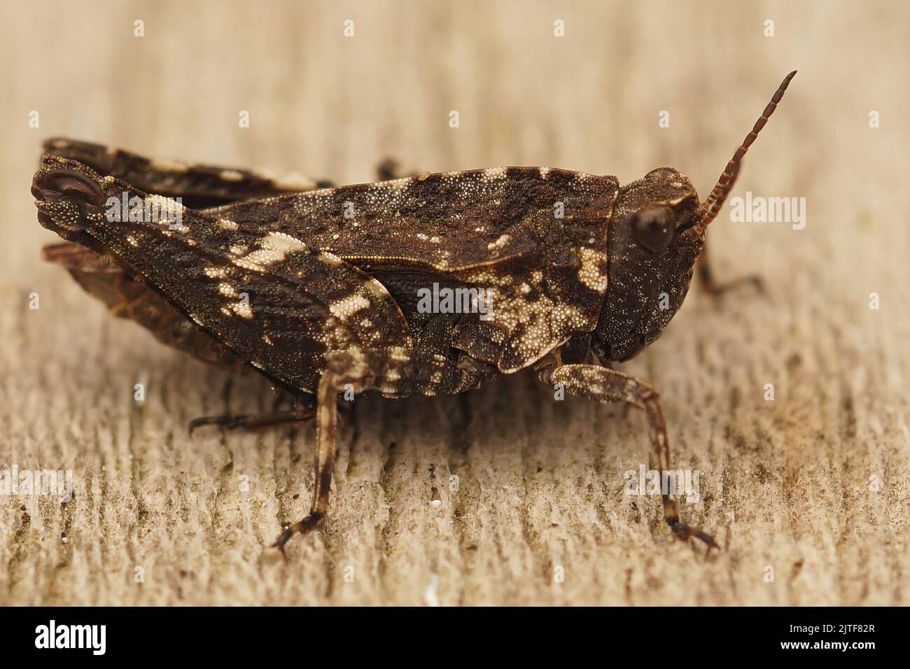 Detailed closeup on a brown form of the common ground hopper, Tetrix ...