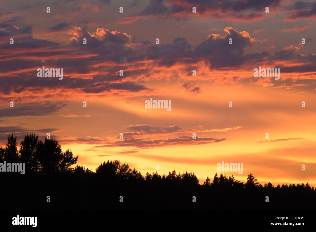 Warm glow of sunset over tree line with pink edges to clouds and bright ...