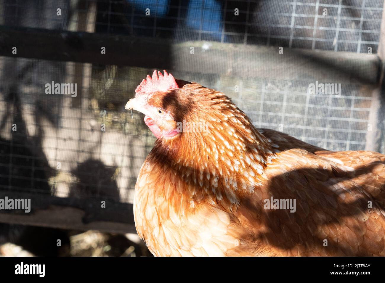 Close up low level portrait view of chicken head showing eye and crown ...