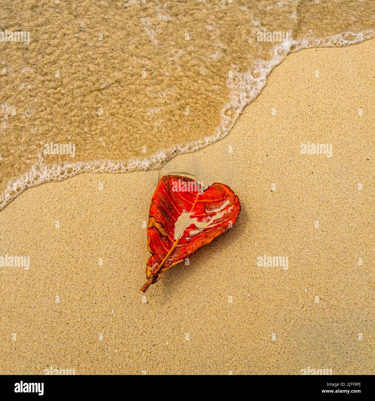 Red heart shaped leaf on sandy beach Stock Photo - Alamy