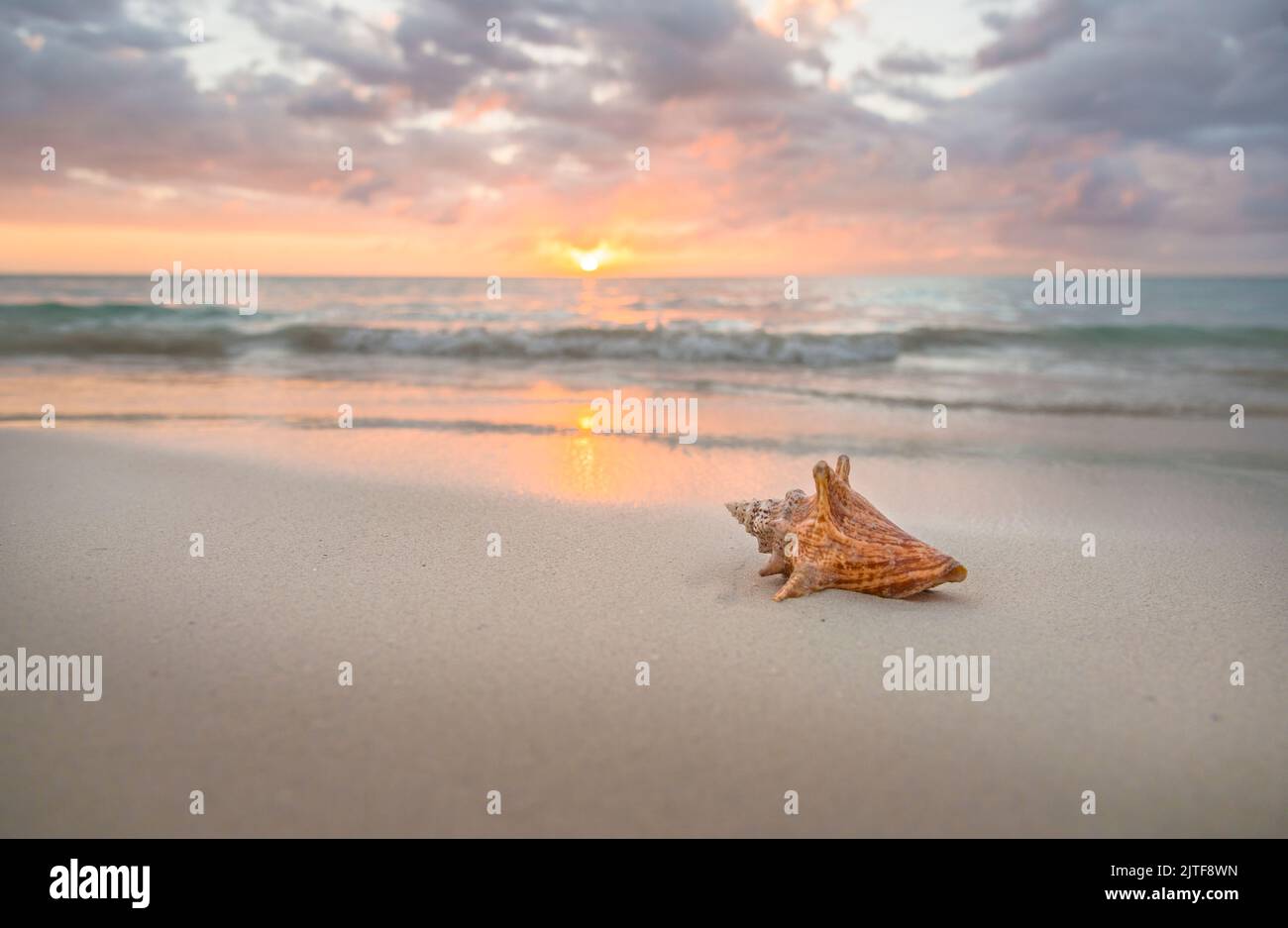 Conch seashell on sandy beach at sunset Stock Photo - Alamy