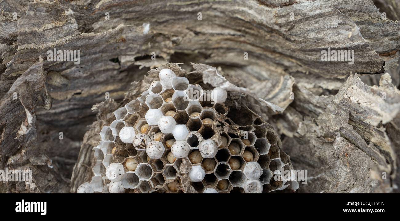 Closeup awe view of wasp nest with worms Stock Photo - Alamy