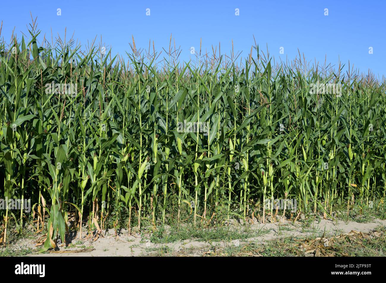 Stalks of field corn growing under a blue sky in a dry field in the ...