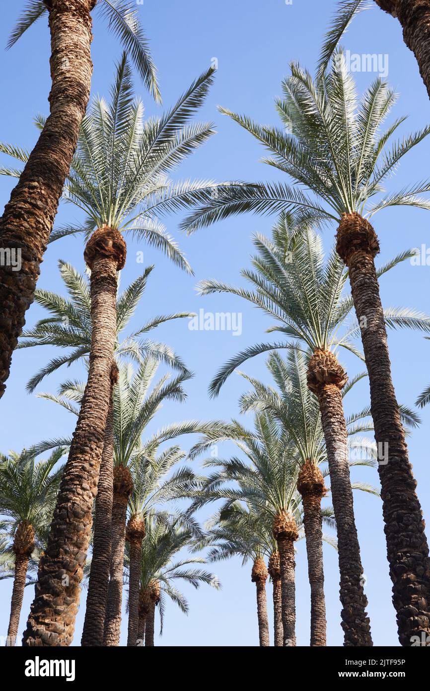 Palm trees in rows hi-res stock photography and images - Alamy