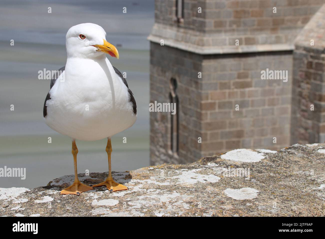 Oiseau animal jaune hi-res stock photography and images - Alamy