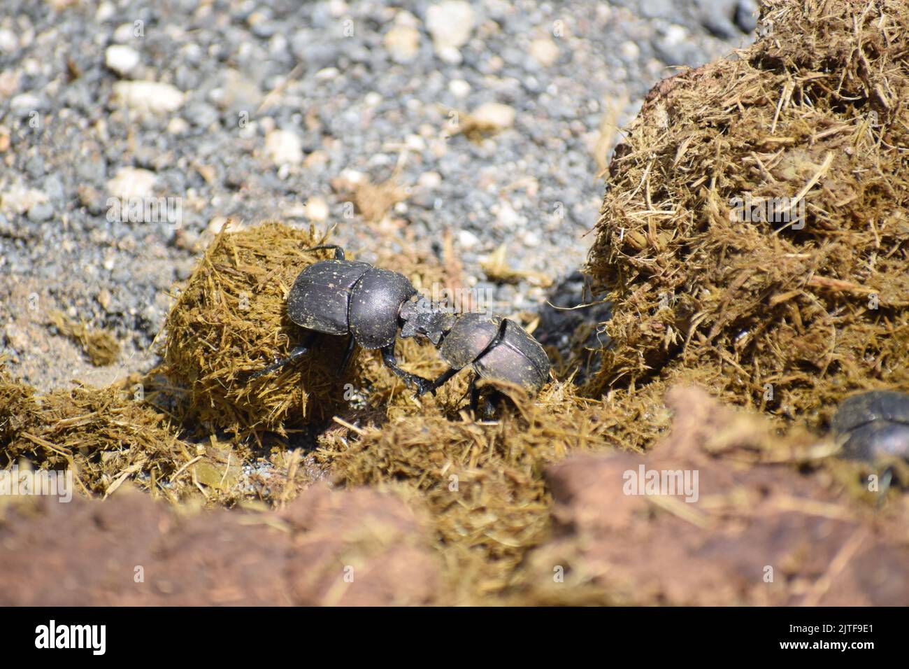 Dung beetle on top of his ball showing who is boss Stock Photo - Alamy