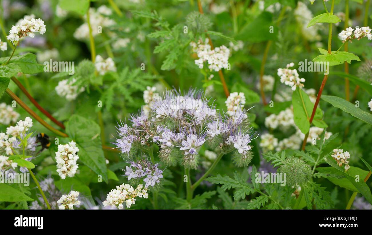Blue tansy cover crop field bloom Phacelia tanacetifolia Buckwheat ...