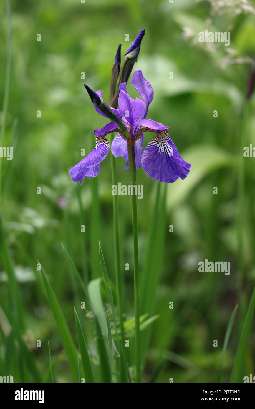 Single flower Siberian iris (Iris sibirica) blooming blue flower in a ...