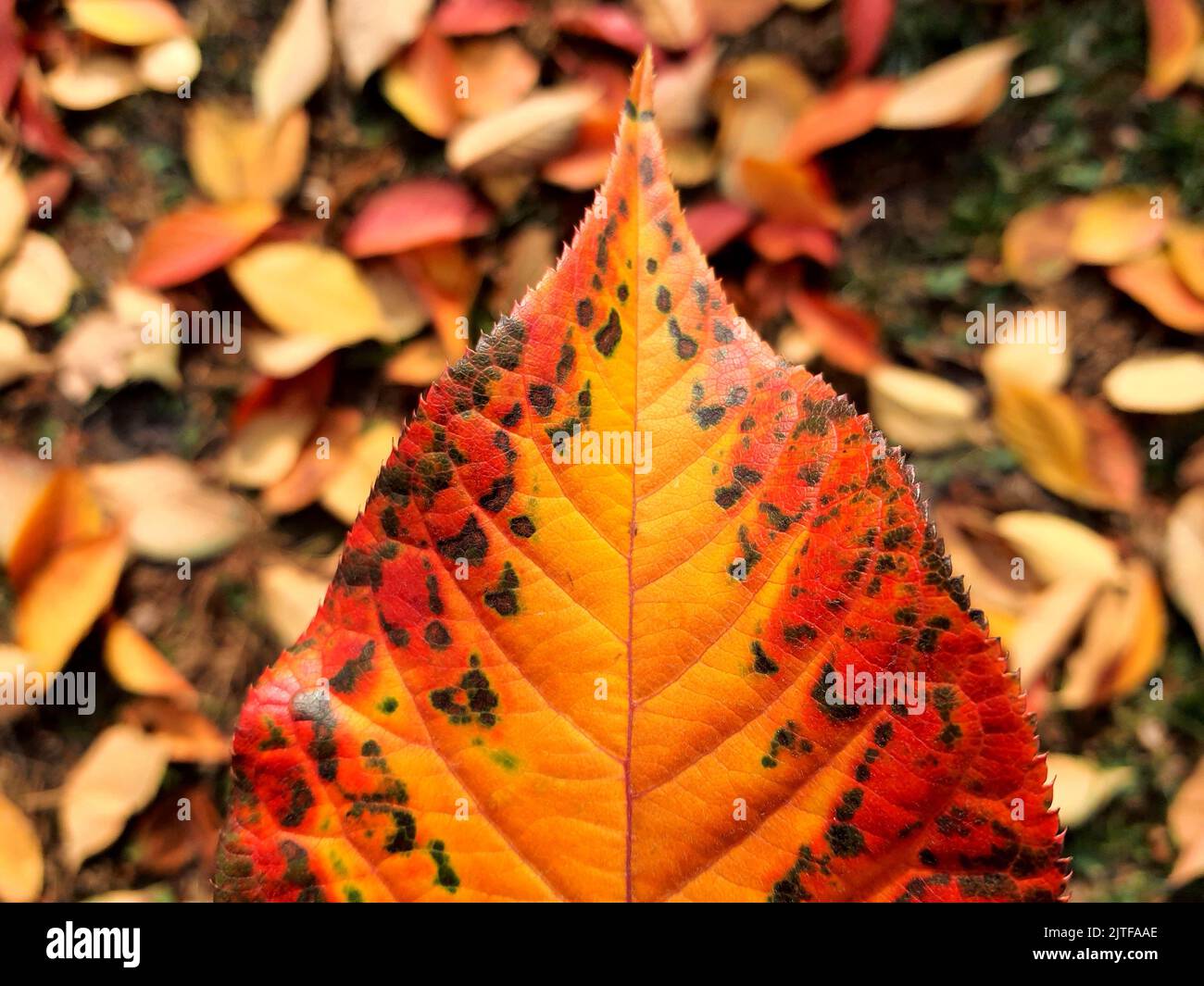 Autumn leaves of sakura cherry tree, natural background in fall ...